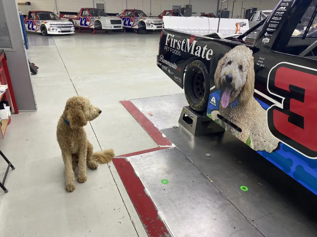 Jordan Anderson's dog, FirstMate Pet Foods backing him Las Vegas ...